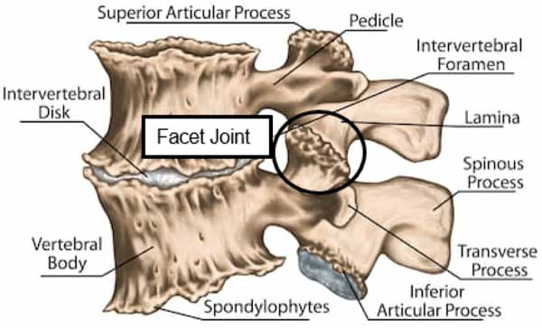 Neurological & Spinal – Pet Wellness Worx