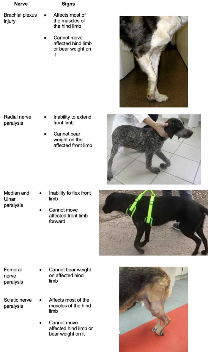 Neurological & Spinal – Pet Wellness Worx